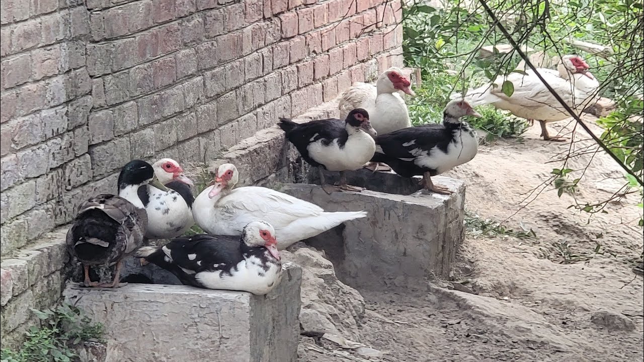 Raising Muscovy duck for meat - YouTube