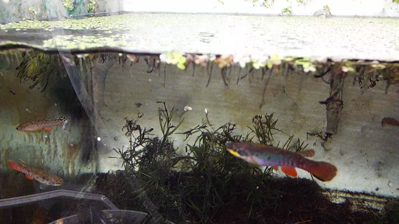 Rivulus agilae "Rorota S-FG 2014" - YouTube