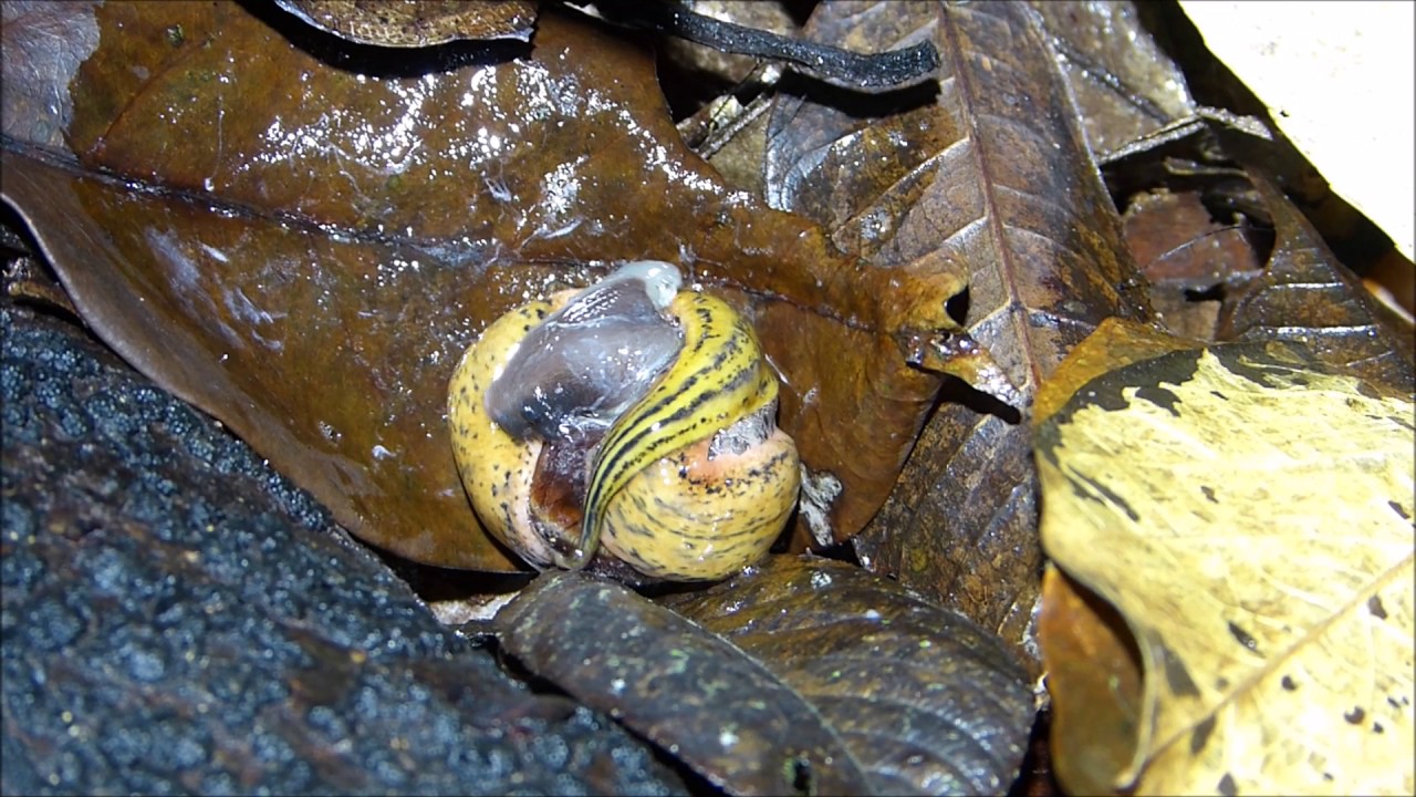 desparate snail can't flee attacking predator, a flatworm that encases ...