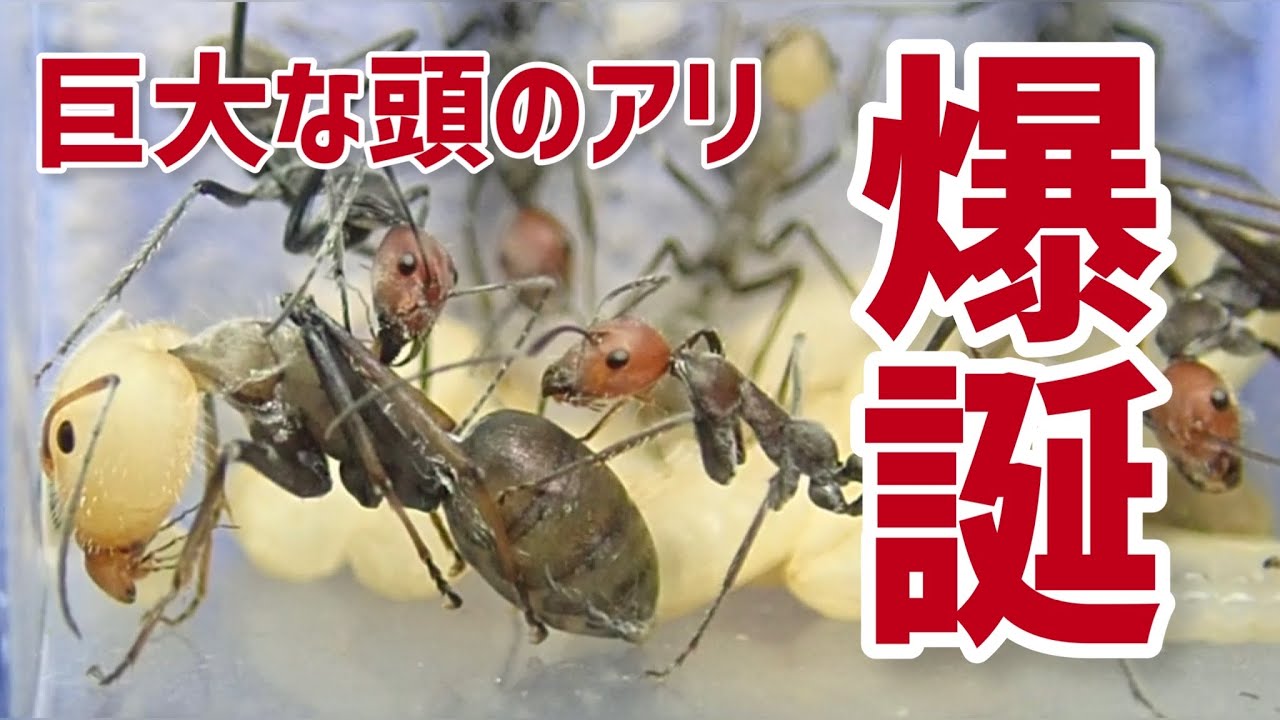 【本編】巨大な頭のアリ誕生！羽化シーンを初公開 Camponotus singularis #ant #insect #timelapse # ...