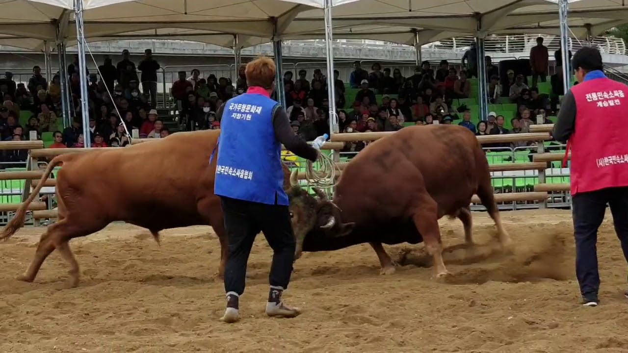 #보은소싸움경기장 대투+장~ ox fight stadium 闘牛競技場。 На поле битвы. 2019.10.17(목 ...