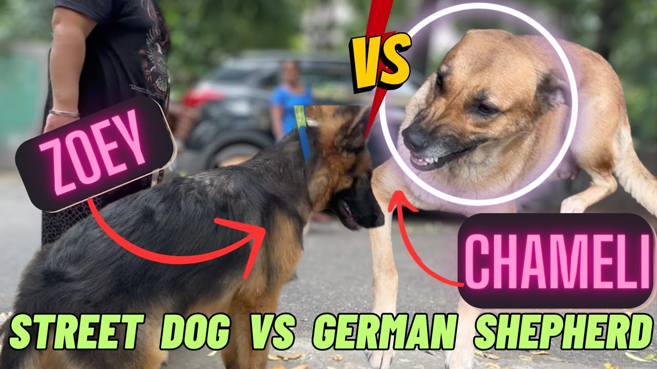 Street Dog Chameli Vs German Shepherd Zoey: Chameli Ne Zoey Pe Kiya ...