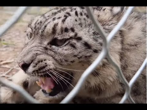 Captive snow leopard released into wild after recovery