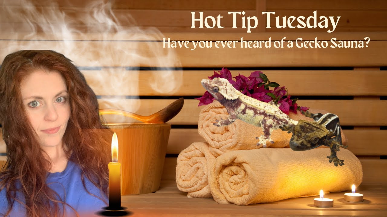 Episode 12: Hot Tip Tuesday, A SPA Day for GECKOS?!? - YouTube