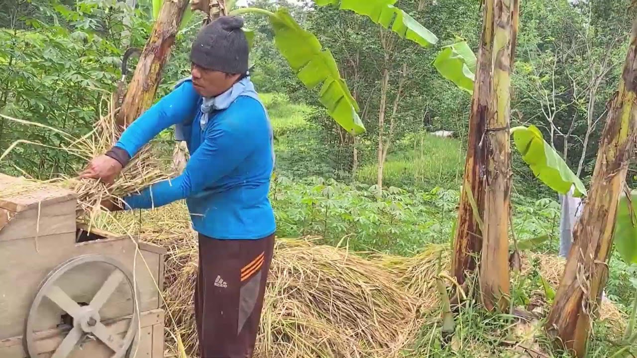 Traditional Soil Hoeing for Farming Success #RuralAgriculture # ...