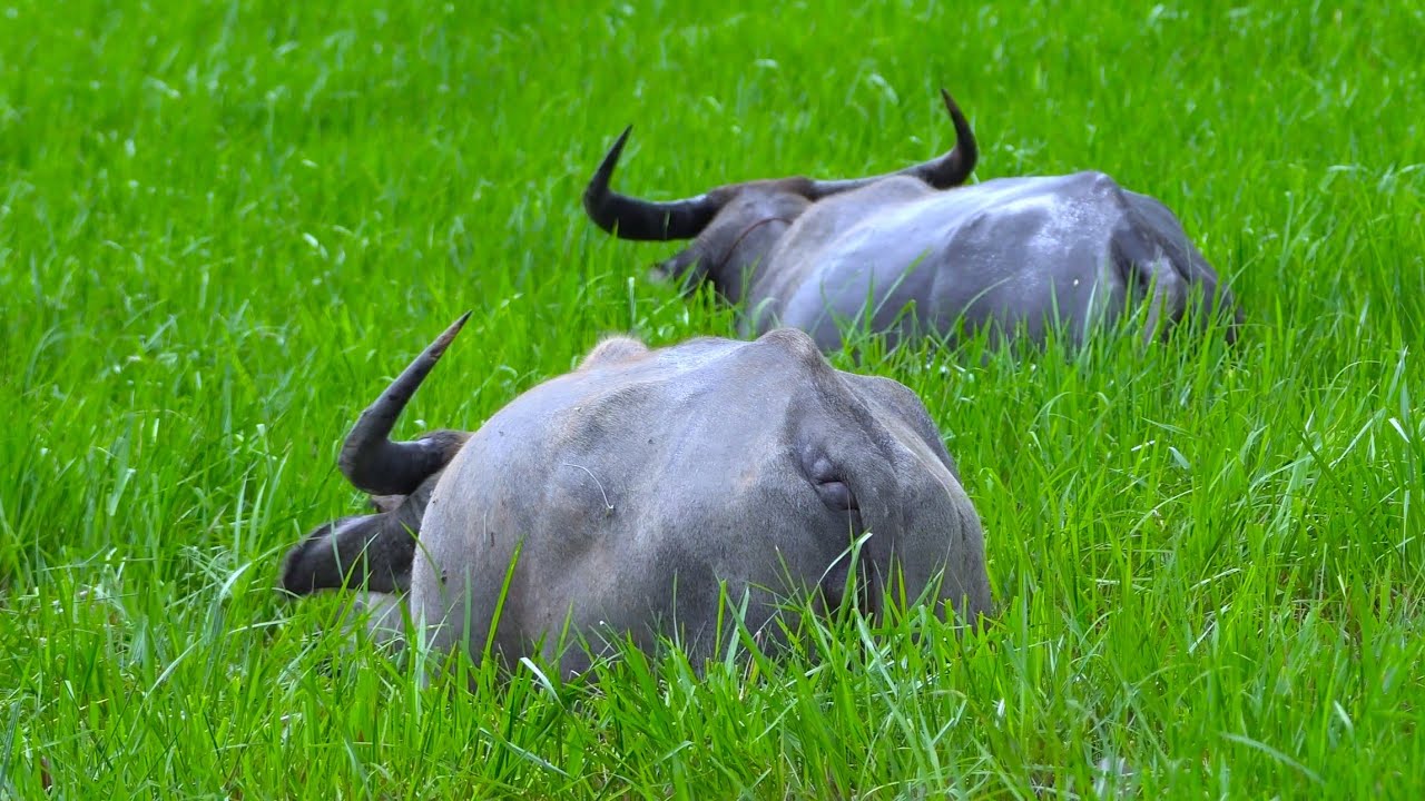 Nature’s Calm: Water Buffalo Herd Wandering Through Wet Pastures - YouTube