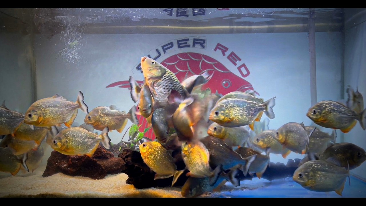 Piranha Feeding Frenzy: Not Just Chaos, But a Plan. - YouTube
