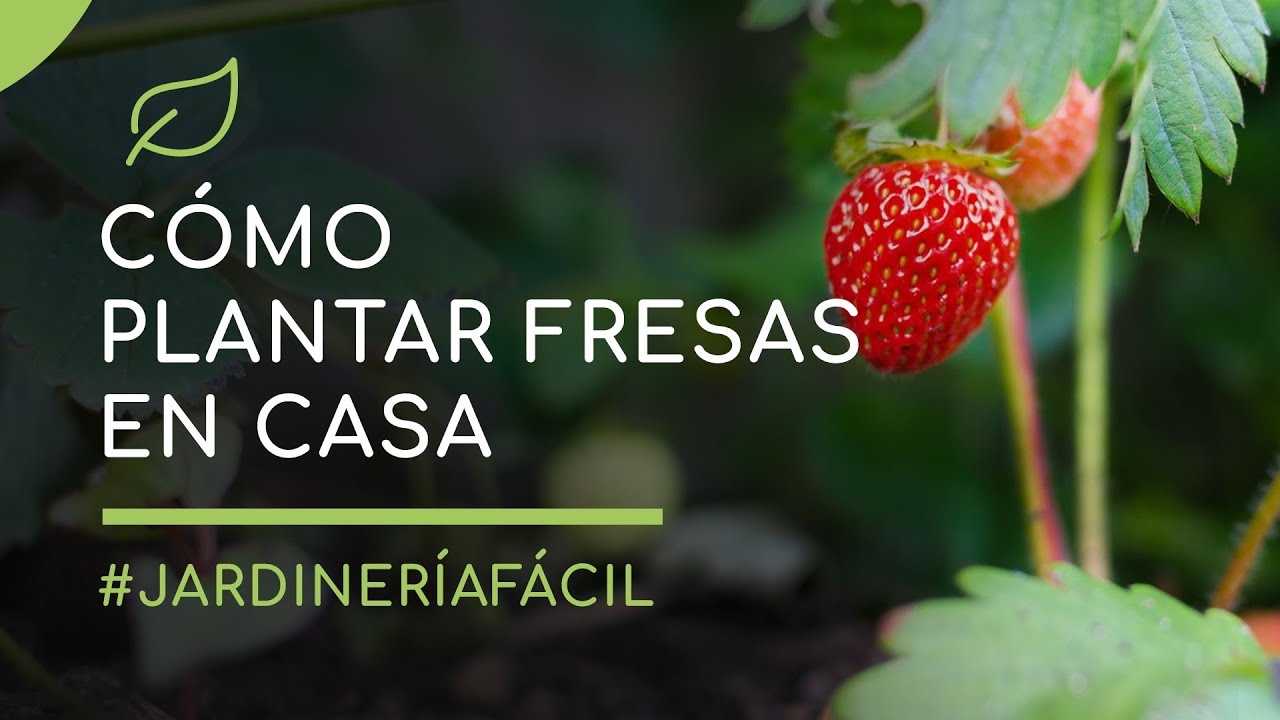 Cómo Plantar Fresas En Casa Youtube