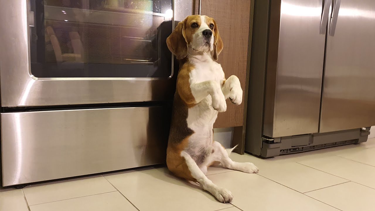 Dog body language. Beagle shows what he wants | Tim the Beagle - YouTube