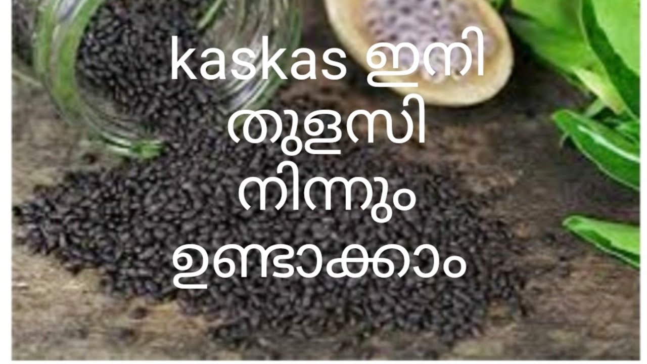 How To Make Kaskas from Thulasi ||തുളസിയില്‍ നിന്നും എങ്ങനെ കസ്കസ് ...