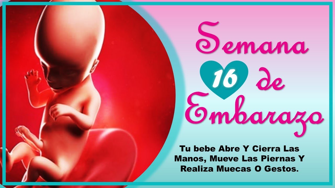 Feto Humano 16 Semanas Semana 10 (para Padres) | Nemours KidsHealth