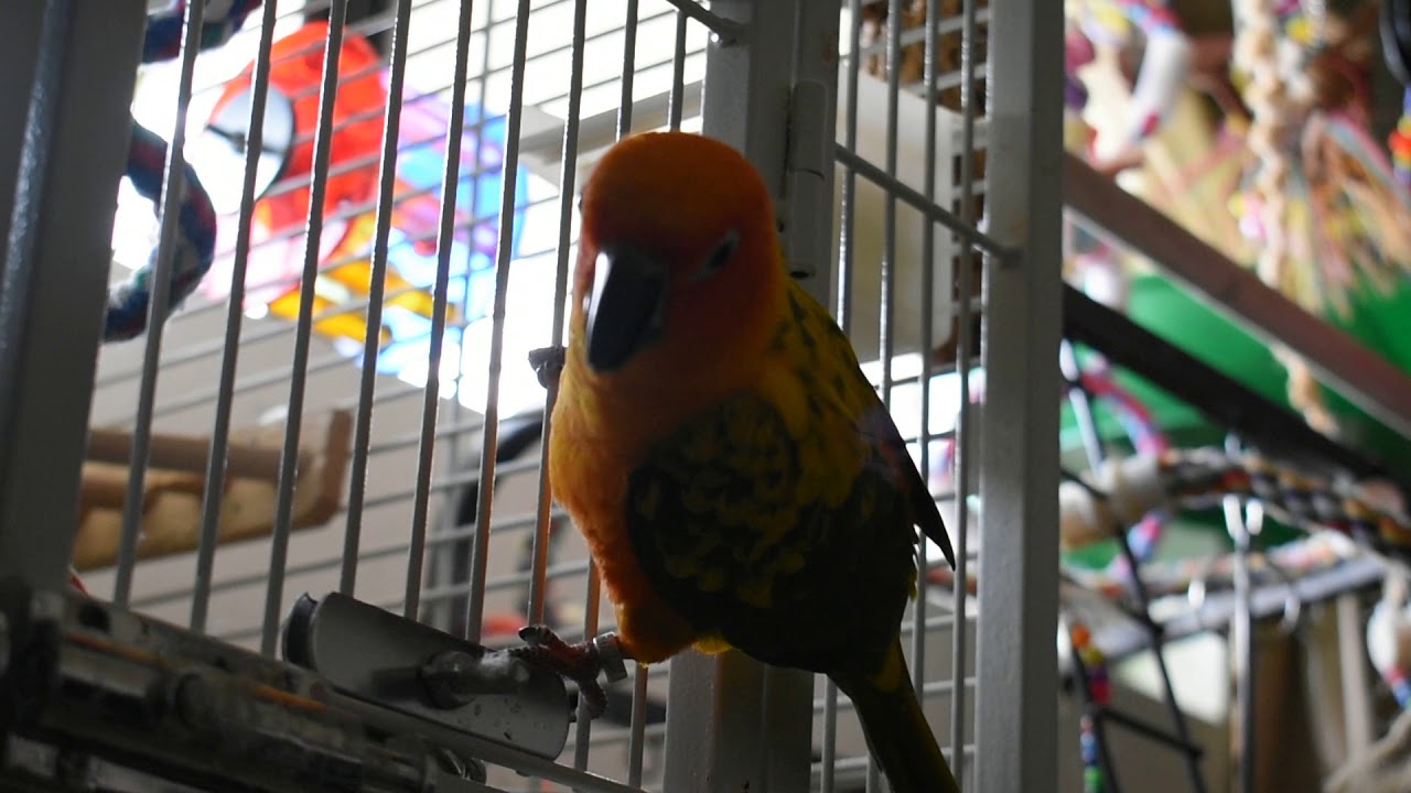 Angry Conure Screaming at Cockatiel - YouTube