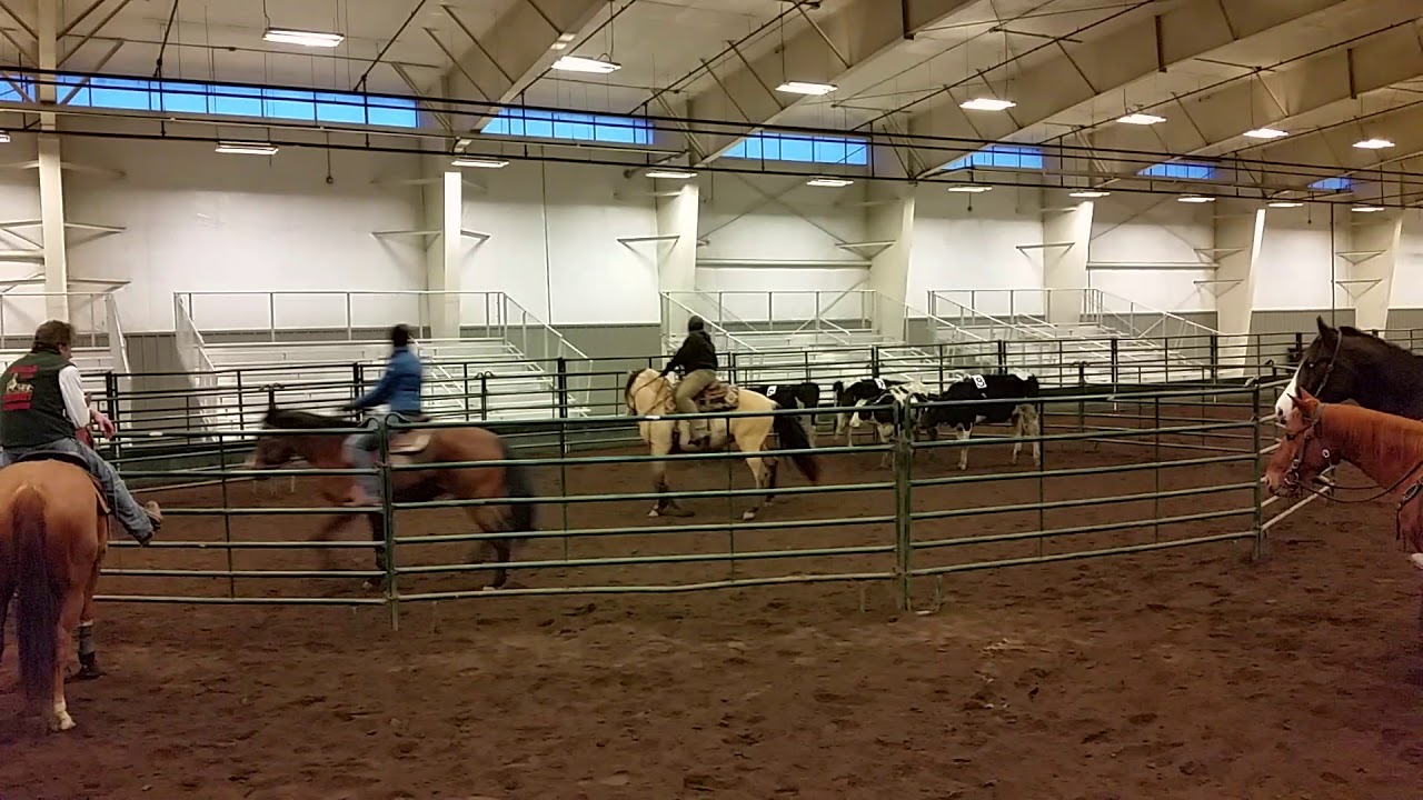 Cow sorting clinic - YouTube