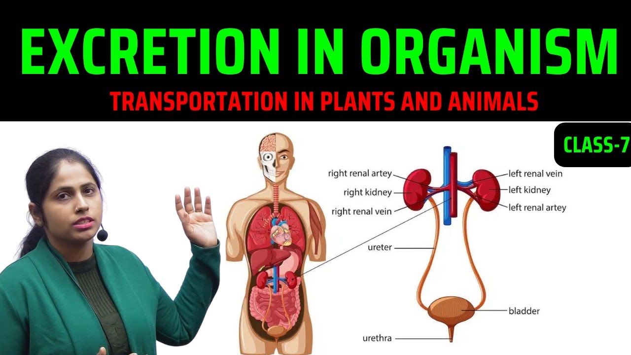 Excretion in Organism | Class 7| Transportation in animals and plants ...