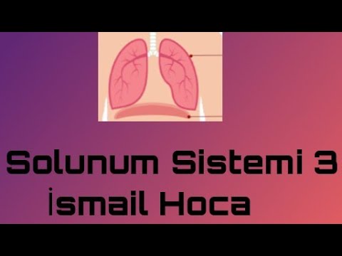 Solunum sistemi 3 ( oksijen ve karbondioksit taşınması ) gazların taşınması