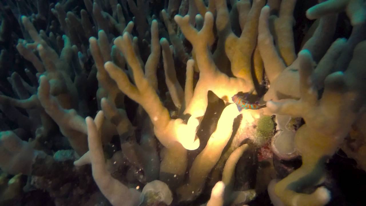 SCUBA Yap Rainbow Reef Mandarin Fish - YouTube