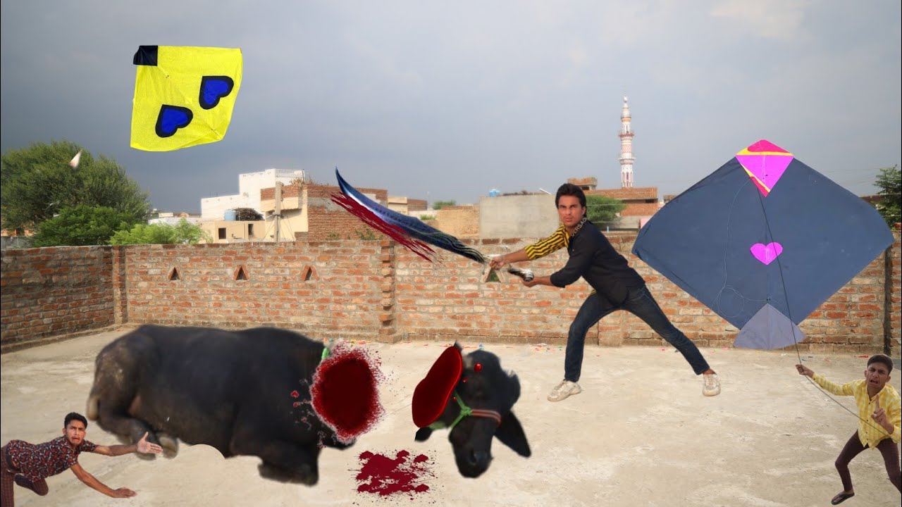 Kite Cutting With Eid Cow Zaba | Kite - YouTube