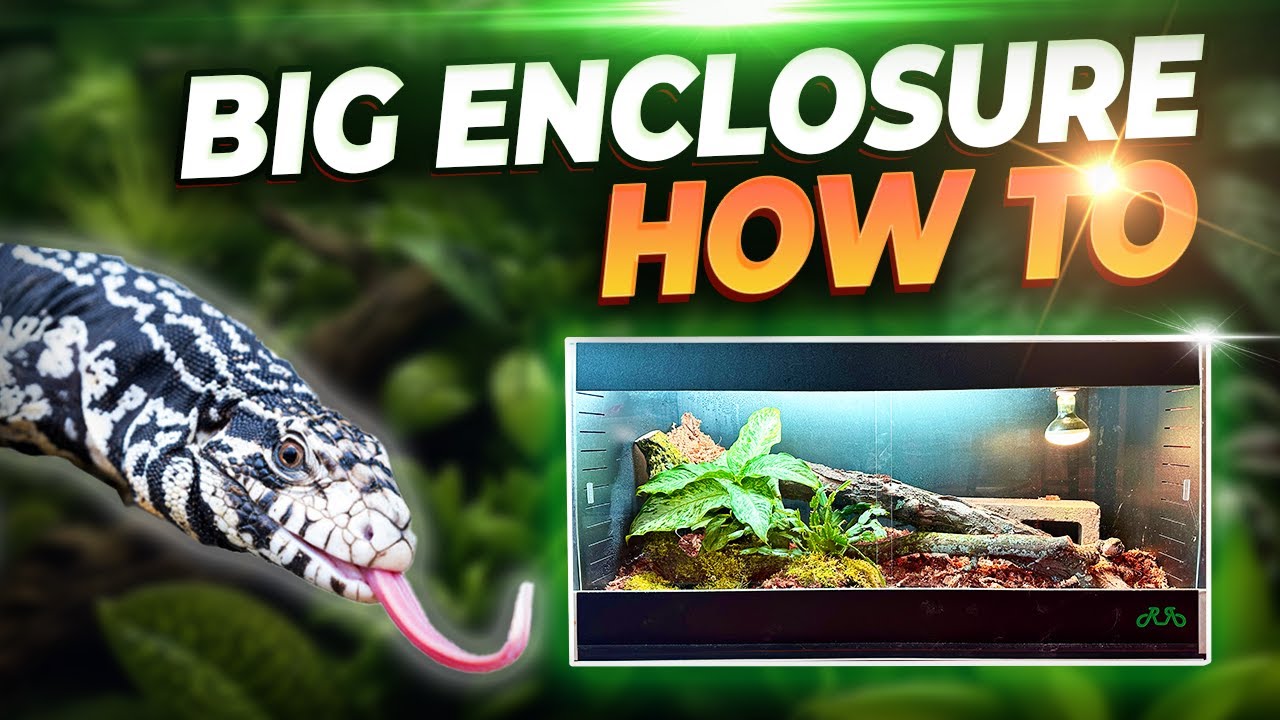 Upgrading My Tegu's Enclosure for CHEAP! - YouTube
