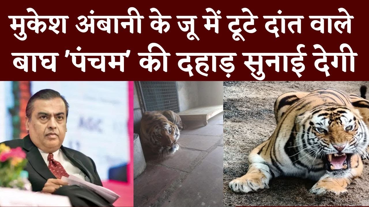 Mukesh Ambani के Jamnagar Zoo में दहाड़ेगा MP का 'Pancham', टूटे दांत ...