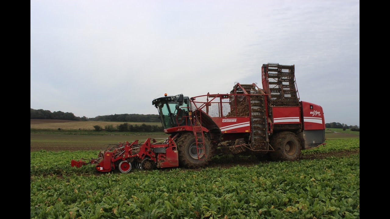 Grimme Rexor 620 à l'arrachage de betteraves - YouTube