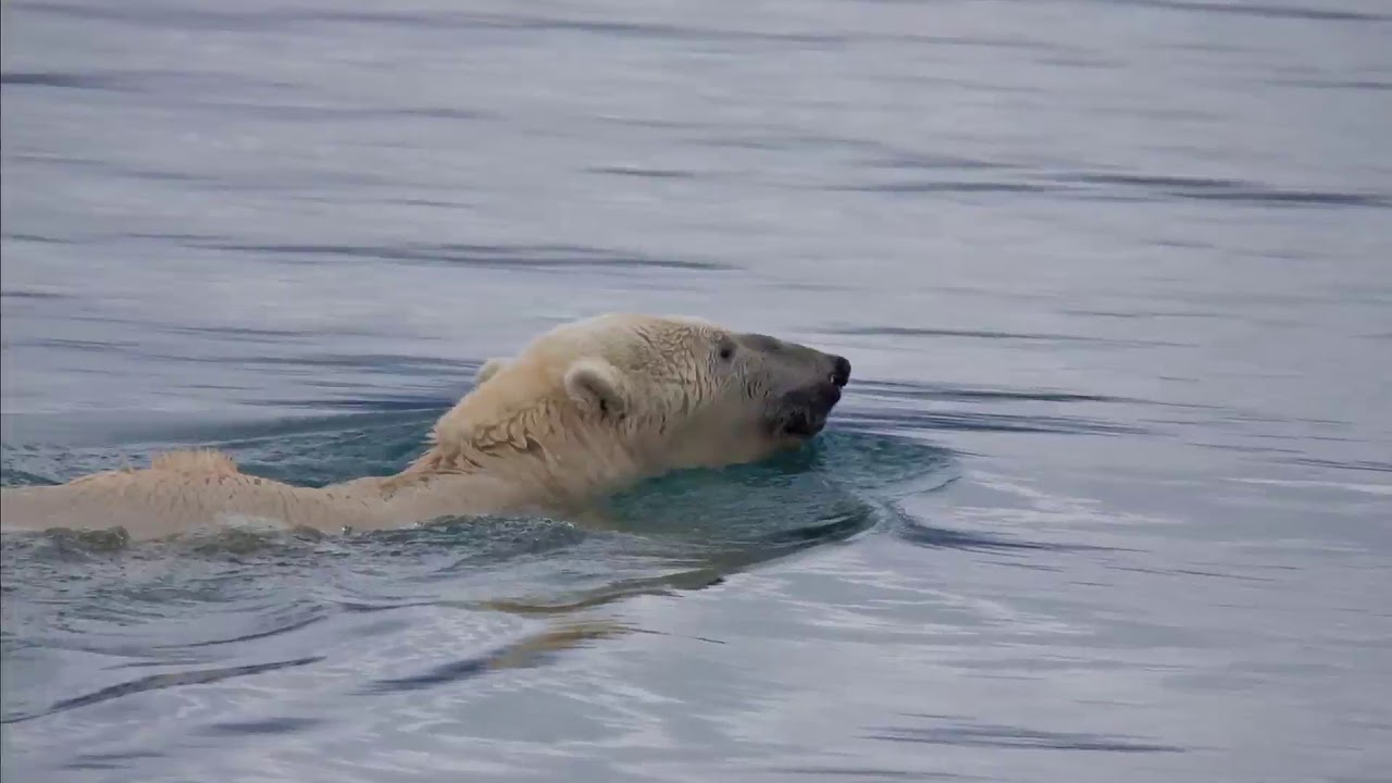 FPB 83 Wind Horse: Magdelena Svalbard Slideshow - YouTube