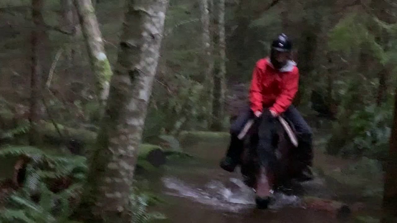 Redprairie Anna Bea, Young Dales Pony water hazard on trail - YouTube