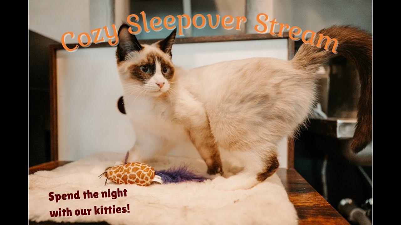 Cozy Sleepover Stream with the cats - YouTube