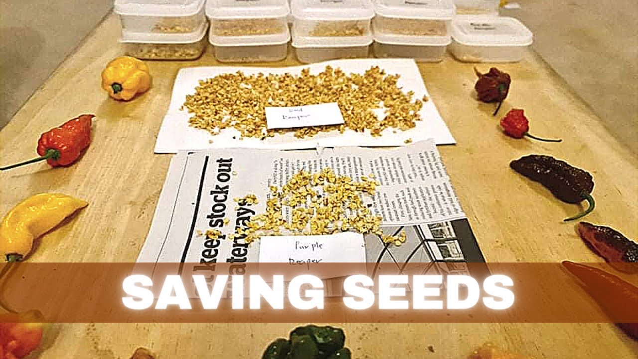 HOW TO SAVE CHILLI PEPPER SEEDS//FROM REMOVING SEEDS-DRYING-TO STORING ...