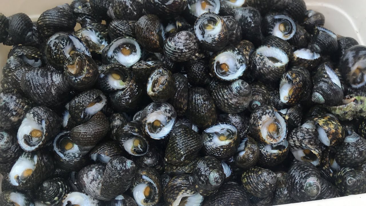 KUHA NG SUSO SA GILID NG DAGAT|| OFW LIFE - YouTube