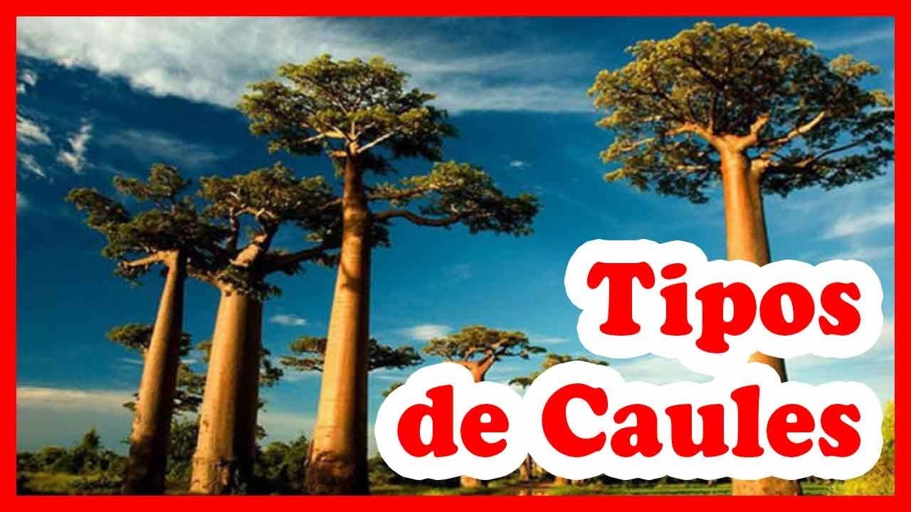 Tipos de caule. Tipos de caule e suas características - Mundo Educação ...