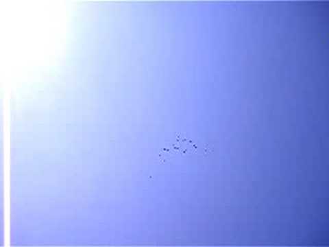 Flying Tippler Fajdetic  Croatia