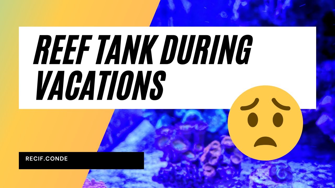Reef tank after vacations - YouTube