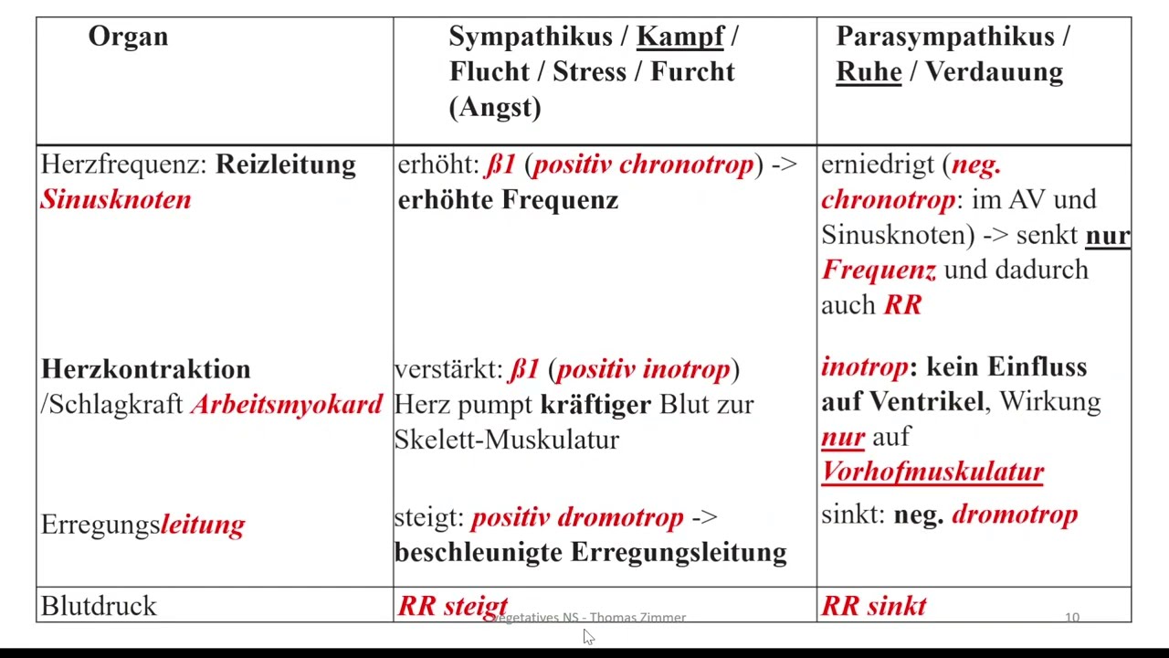 Autonomes Nervensystem 2 - Sympathikus und Parasympathikus im Detail ...