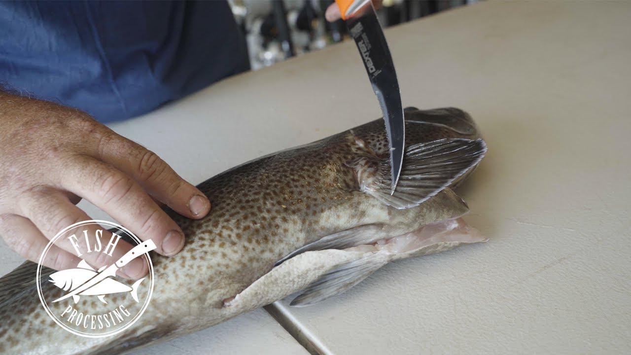 How-to: Filet a Cabrilla (Leopard Grouper) - YouTube