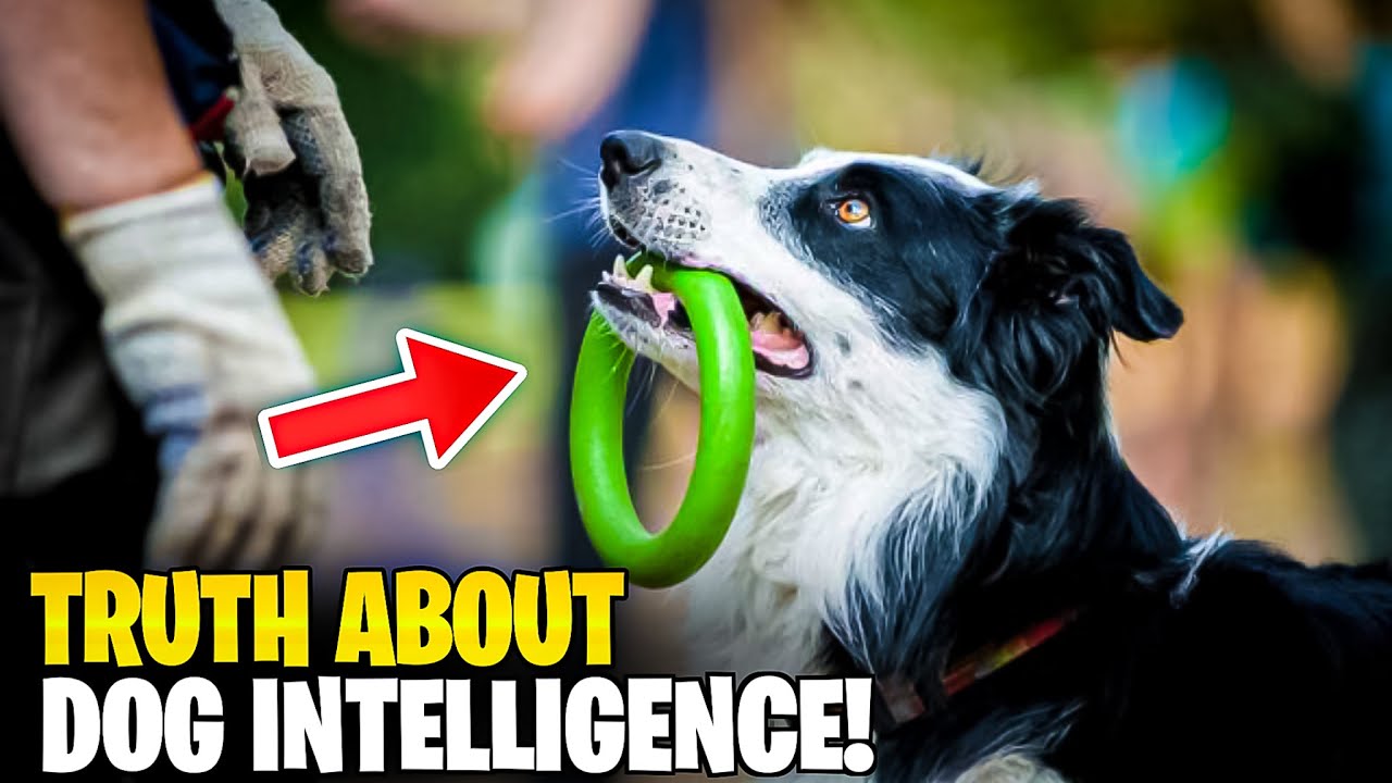 Do Dogs Really Understand What We Say? A Look at Canine Intelligence ...