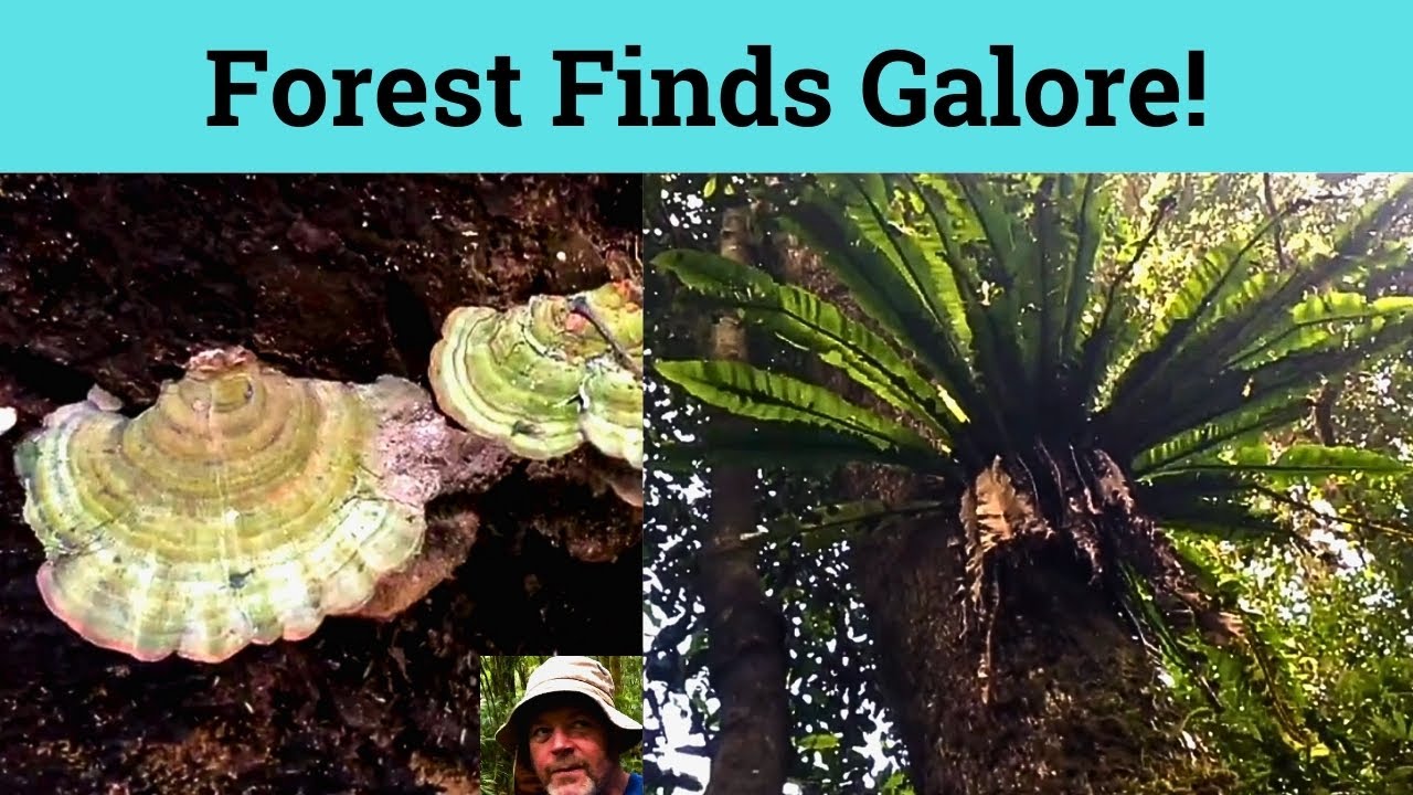 Walking in Tooloom National Park - what a beauty! - YouTube