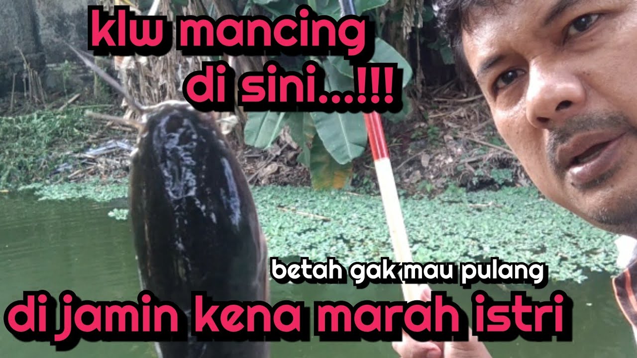 MANCING LELE DI SPOT LAMA||CATFISH FISHING IN THE OLD PLACE - YouTube