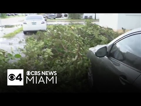 Storms snap tree branches in parts of Broward - YouTube