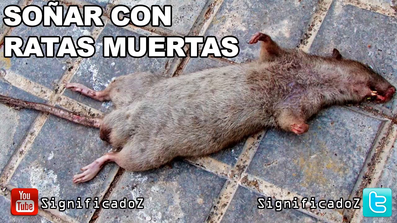 Significado de Soñar con Ratas Muertas - YouTube