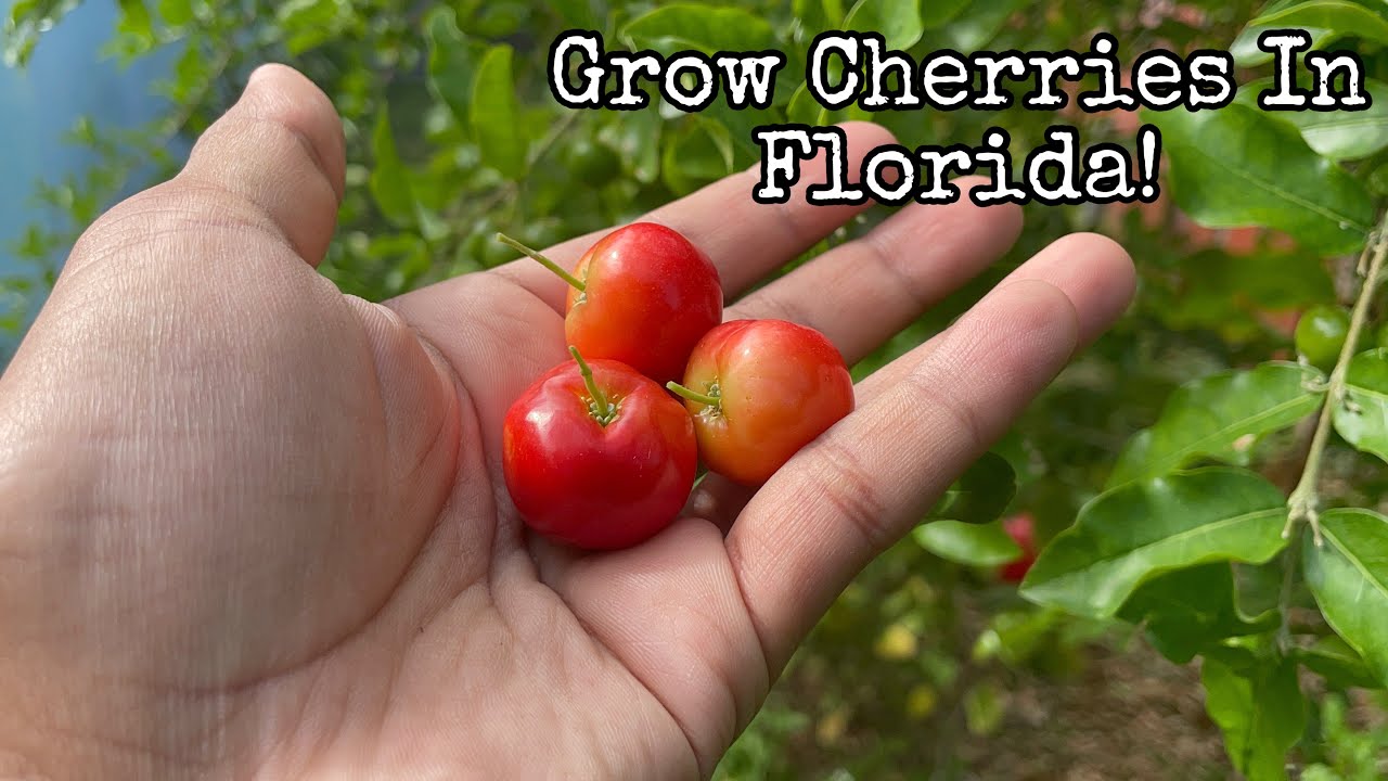 Grow Cherries In Florida!🍒 S:2, Ep.96//The Ultimate Gardener - YouTube
