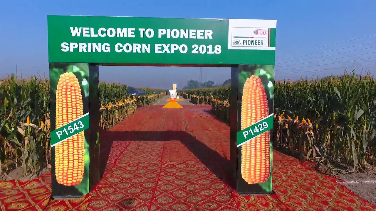 Spring Corn Products- Corteva Agriscience an Agriculture Division of ...