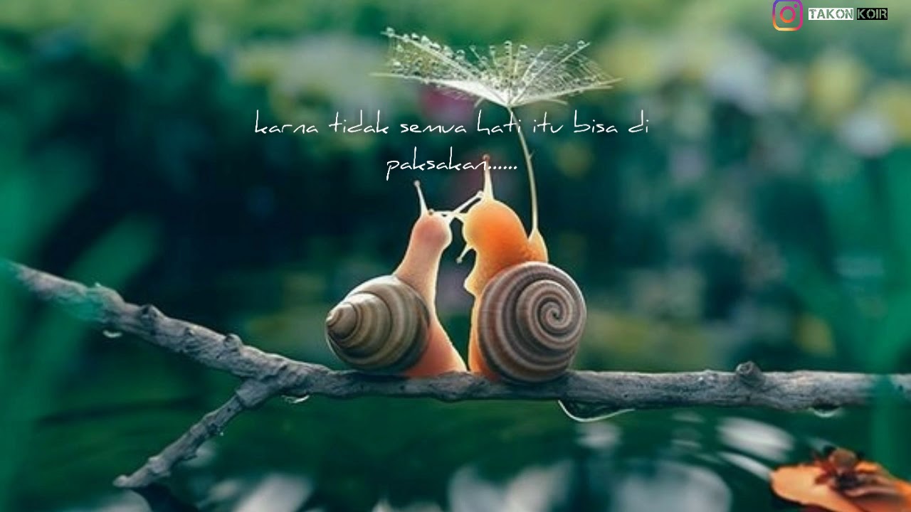 video quotes puitis terbaru (bikin baper)..... - YouTube