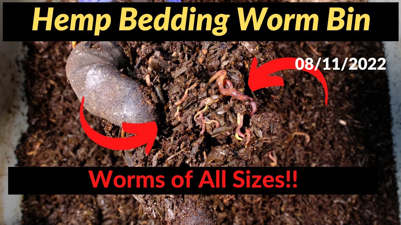 Hemp Bedding in a Worm Bin - Breaking Down Already?? 08/11/2022 - YouTube