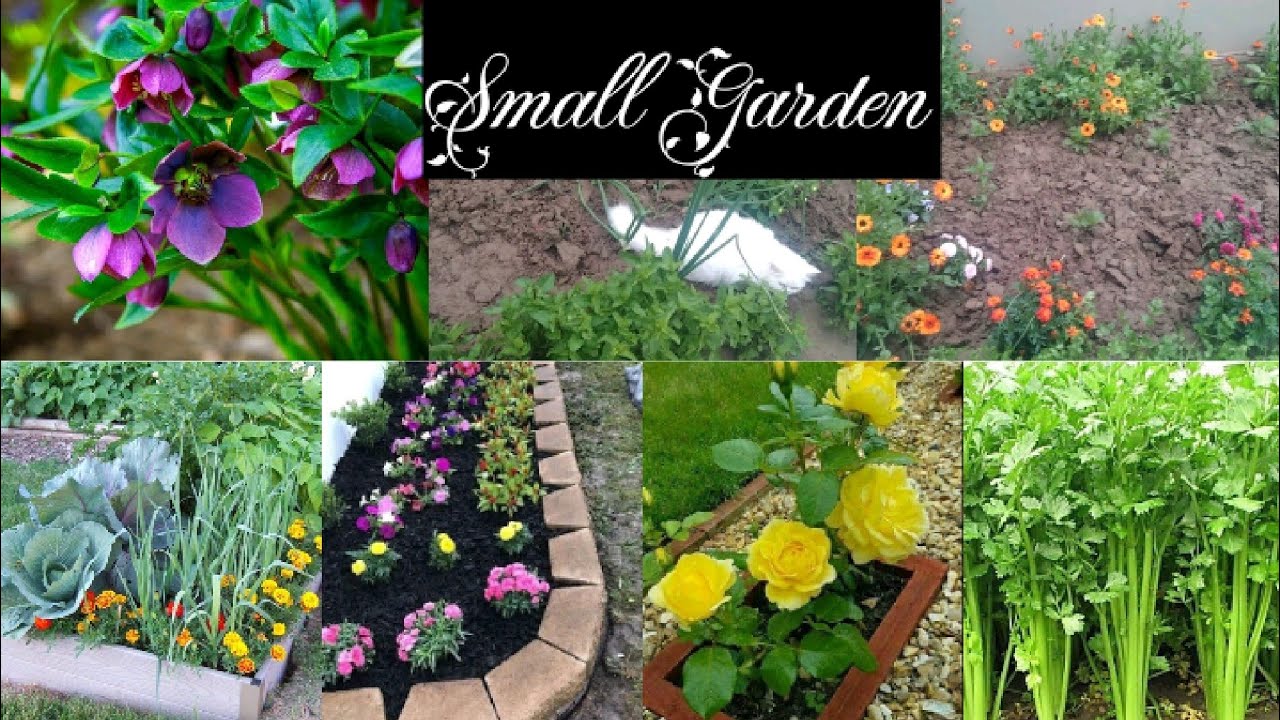 small Pakistani garden overview |Ghar main phoolon ki Kyari ...