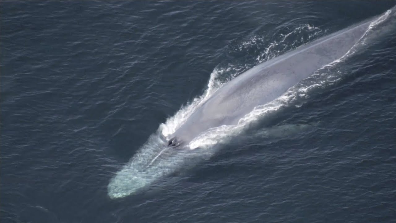 Blue Whales - the Largest Animal that has Ever Lived! - YouTube