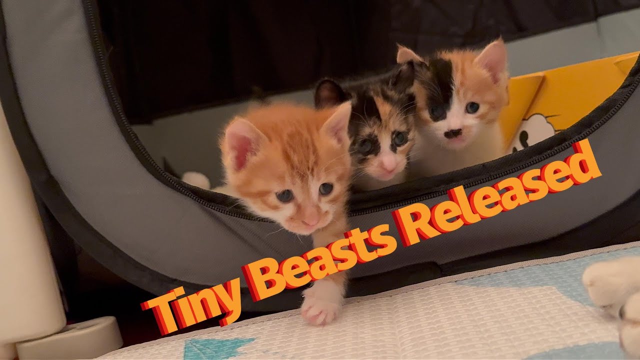 Tiny Beasts, First Day Out - YouTube
