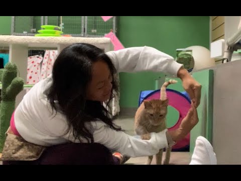 Jumping Through Arm Hoops for Cats - YouTube