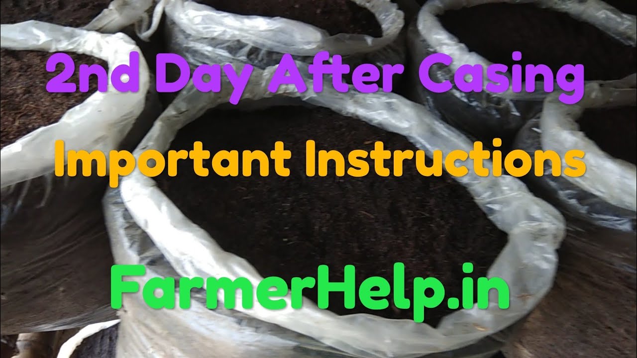 Button Mushroom Cultivation : Casing करने के बाद ध्यान देने यौग्य बातें ...