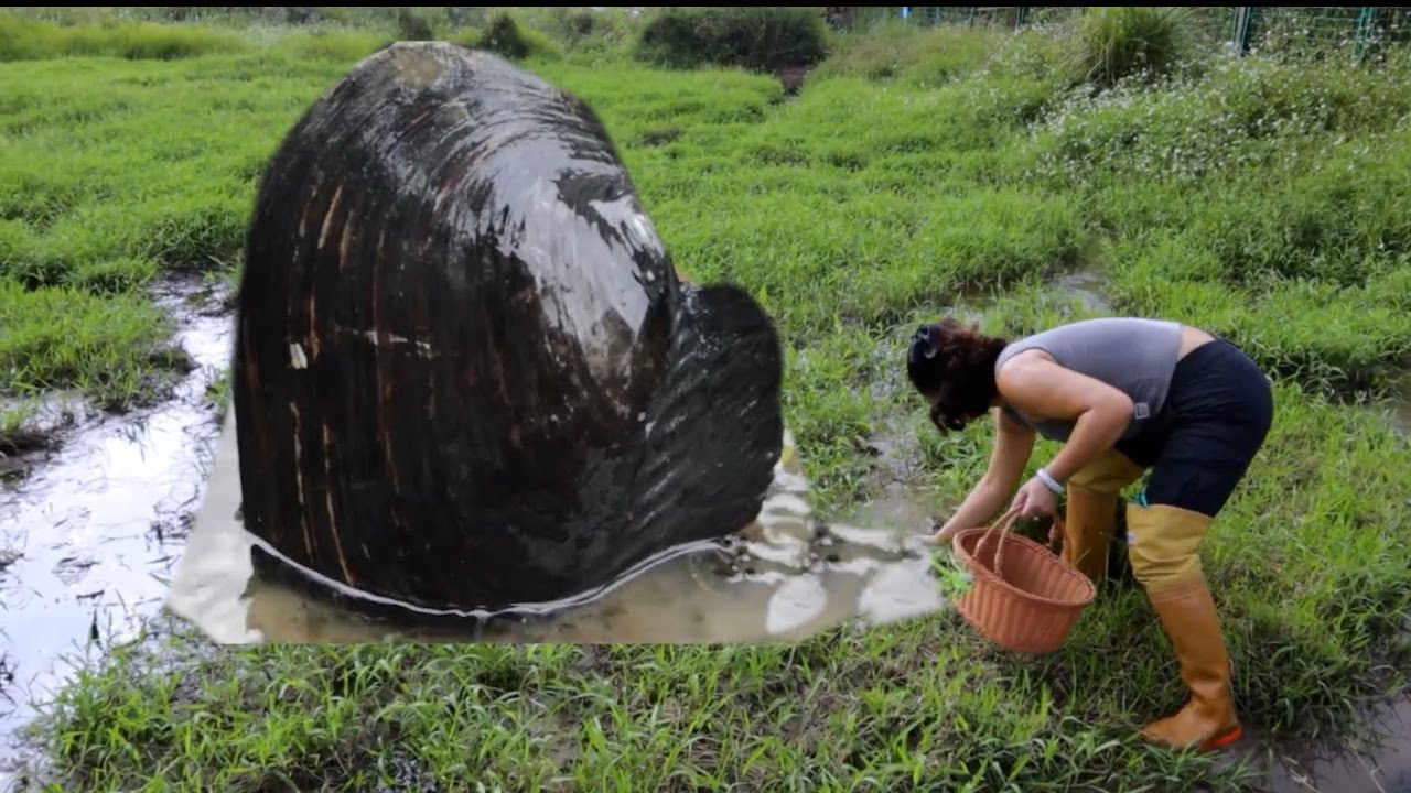 🔥🔥 The golden pearl guarded by a 60 year old mutated clam, nurturing a ...