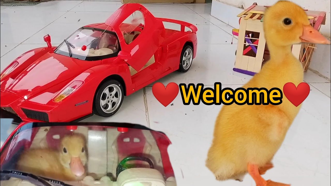 Baby Duck Coming To Her New Home In Rc Ferrari@happylifemoona - YouTube